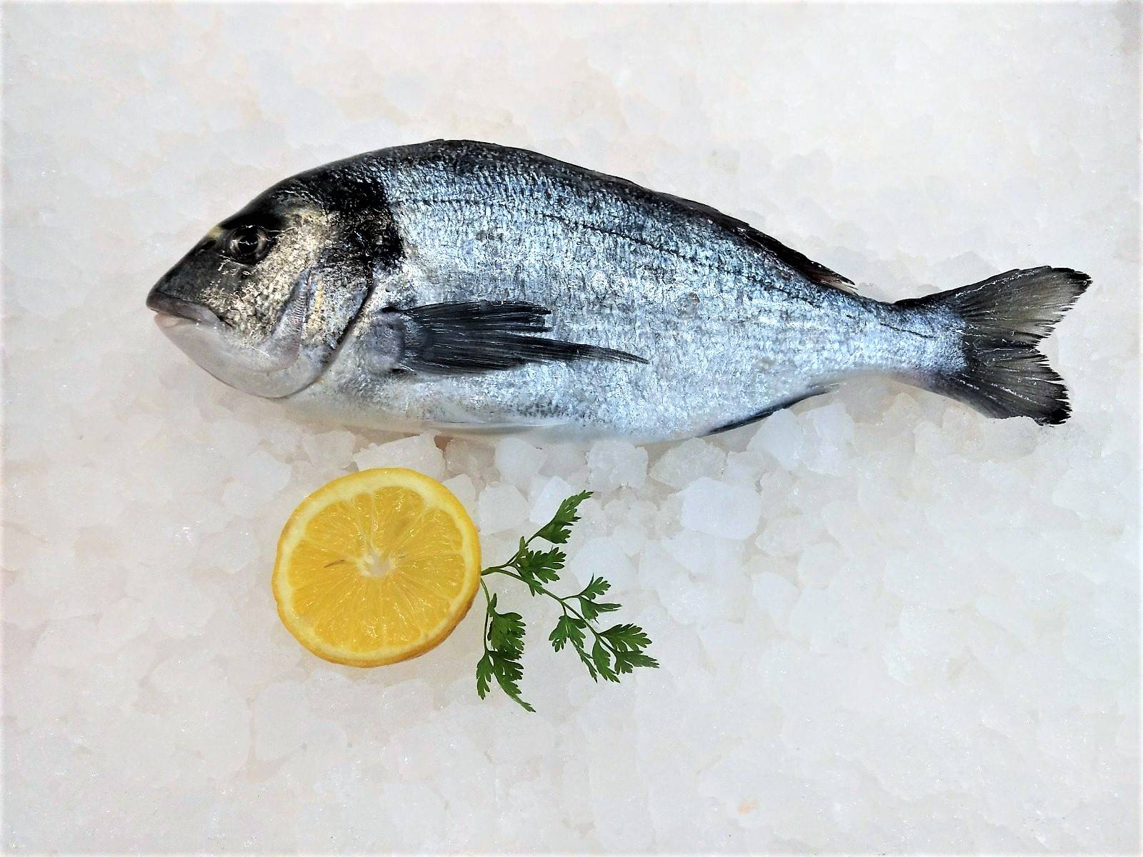 Dorade Royal-Sea Bream frisch 550-600g I Fisch hier bestellen!